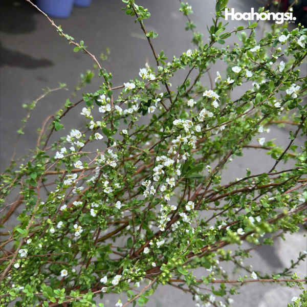 Hoa Tuyết Mai Siêu Nụ Cực Đẹp - Nàng Hoa Farm